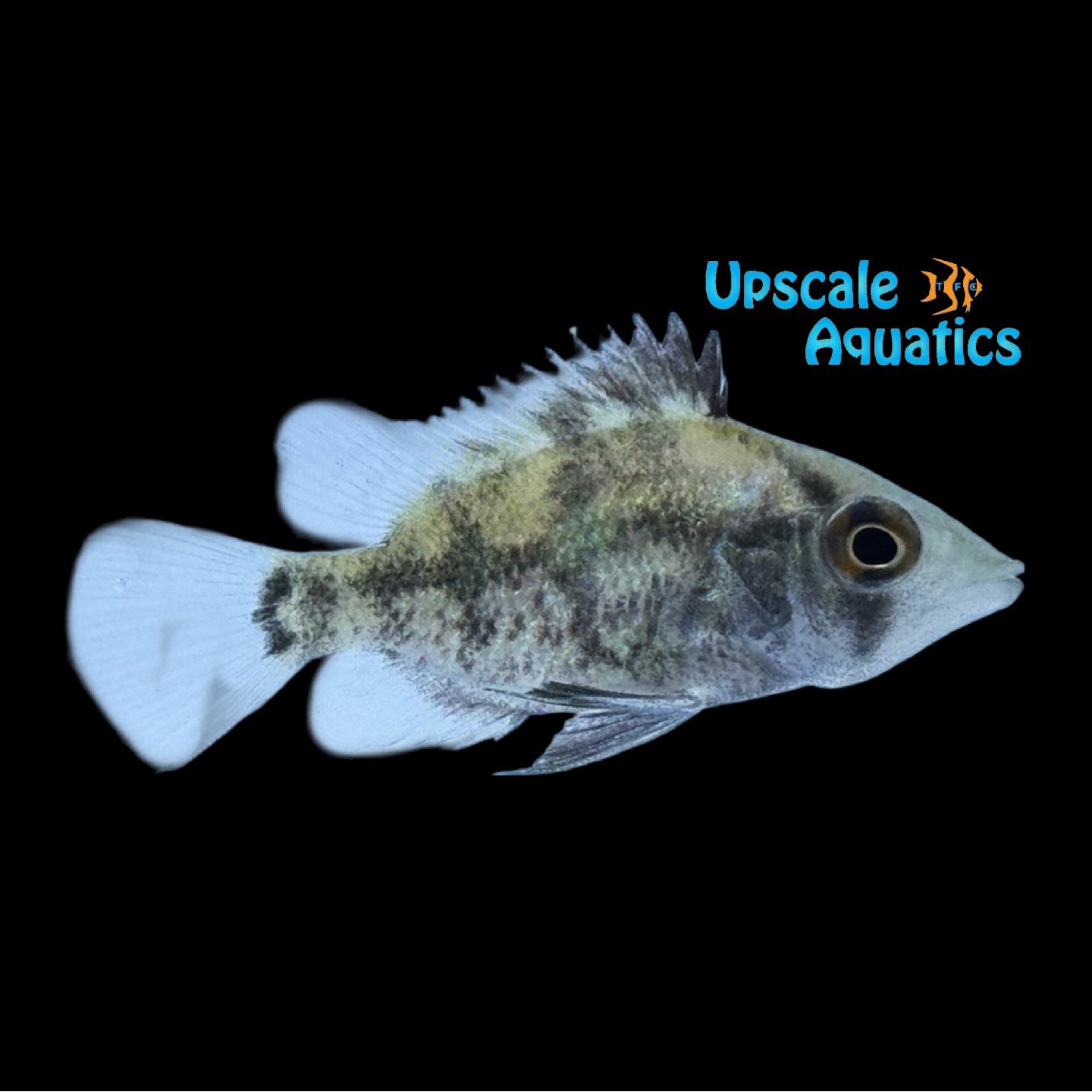 Myersi Basketmouth Cichlid (Caquetaia myersi) – Upscale Aquatics
