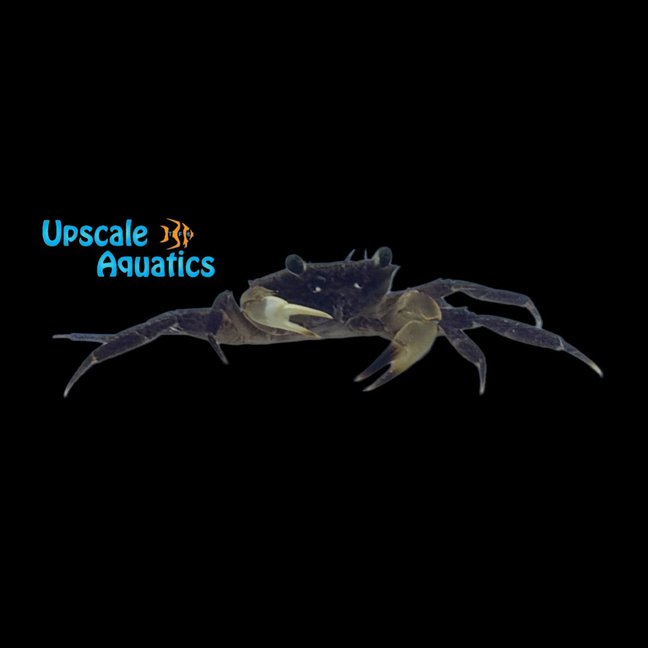 White Claw Towuti Crab (Syntripsa flavichela) – Upscale Aquatics