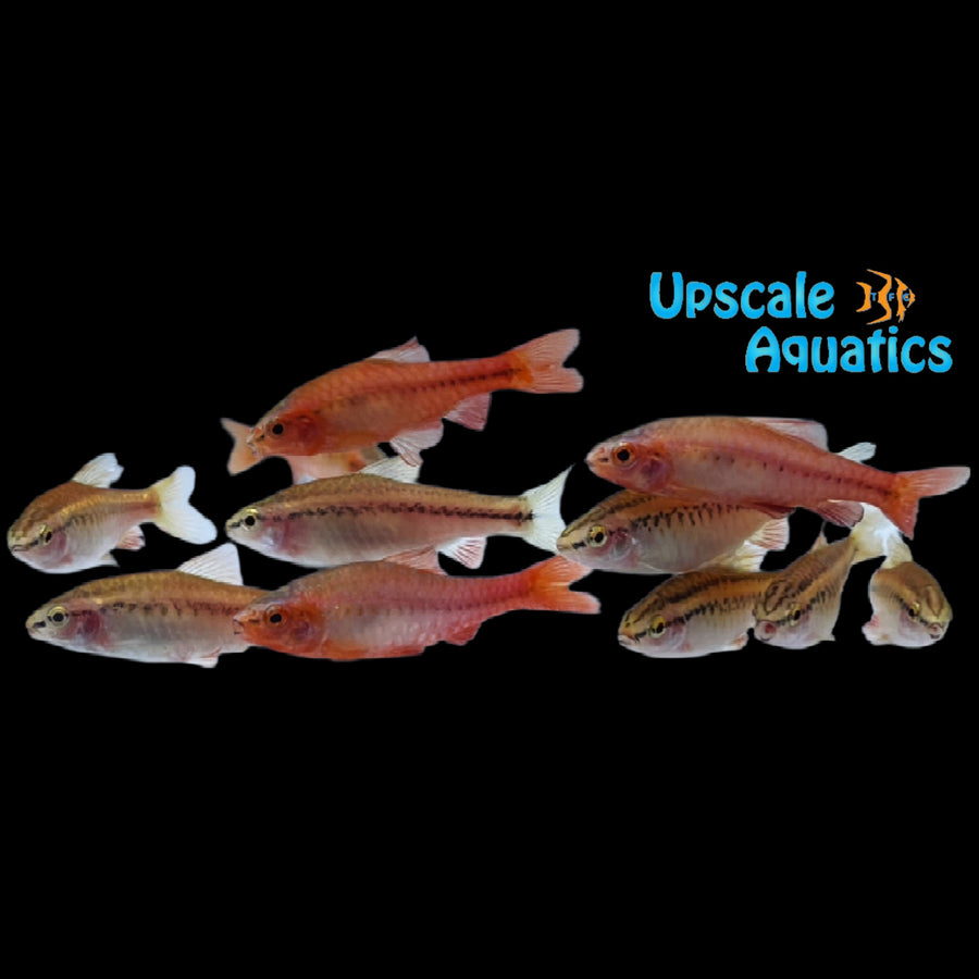 Barbs – Upscale Aquatics