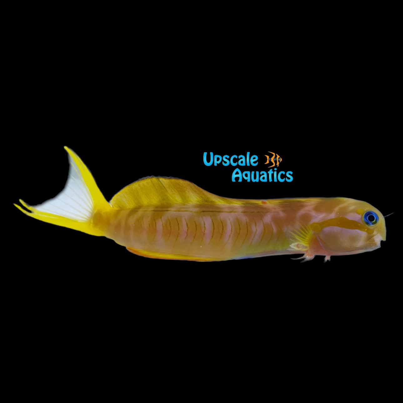 Golden Midas Blenny (Ecsenius midas) – Upscale Aquatics