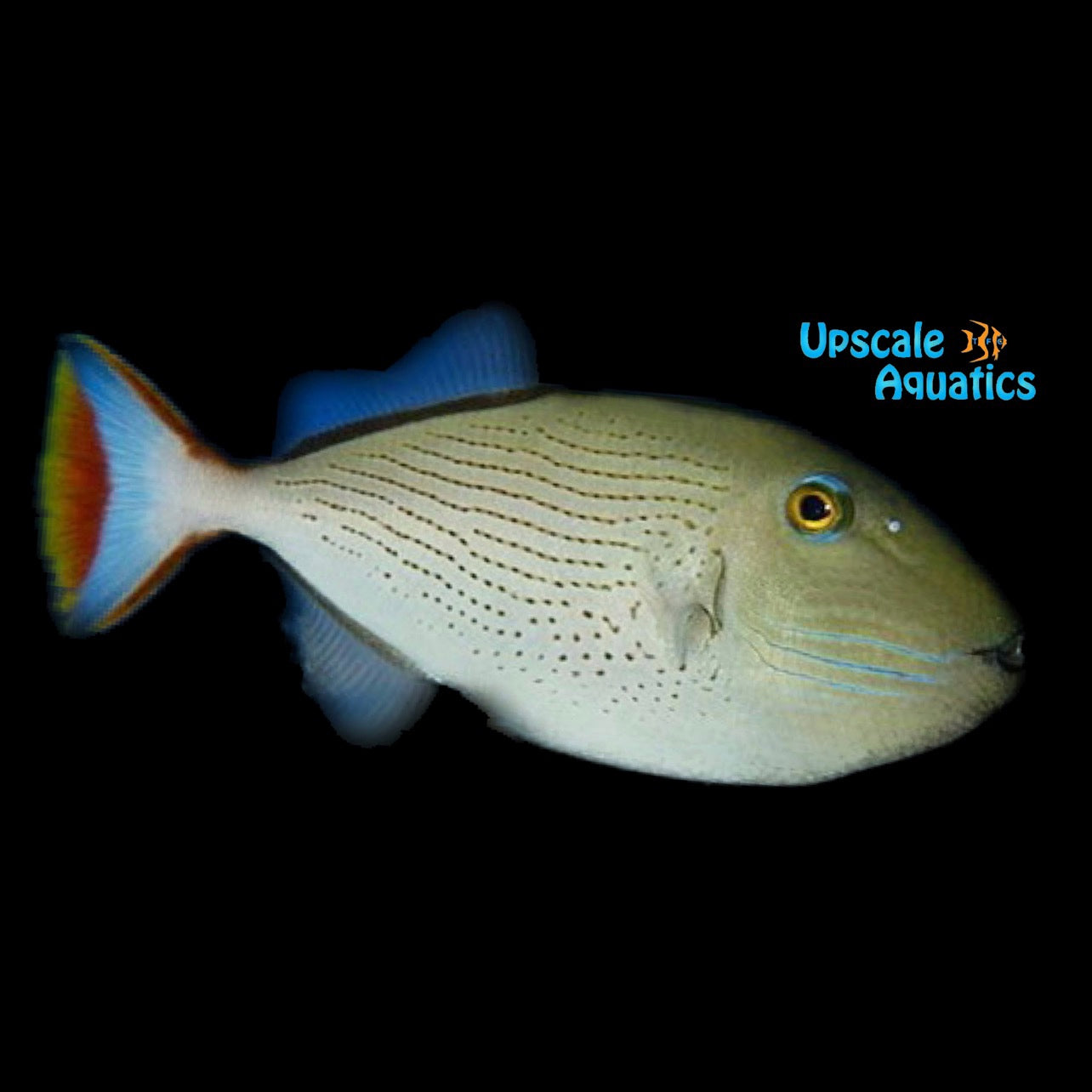 Line Spot Trigger (Xanthichthys lineopunctatus) – Upscale Aquatics