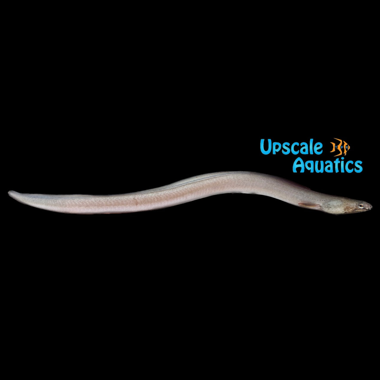 Conger Eel (Conger oceanicus) – Upscale Aquatics