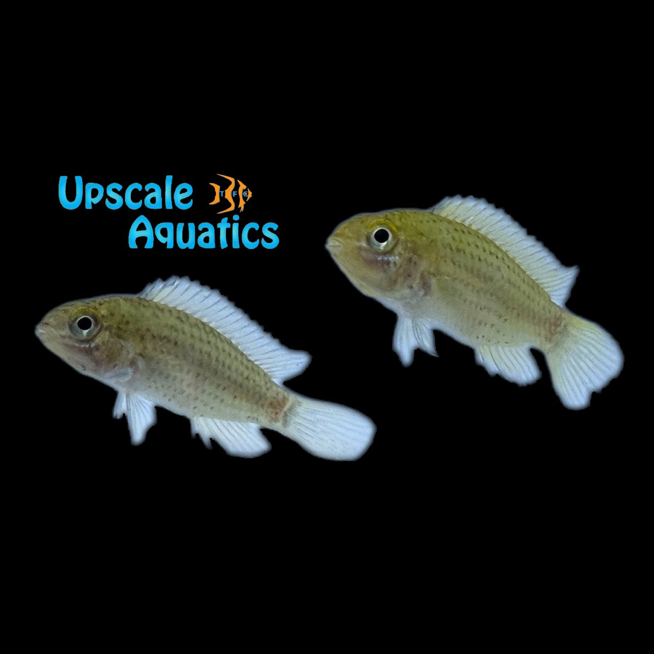 Apisto. Tucurui (Apistogramma tucurui) – Upscale Aquatics