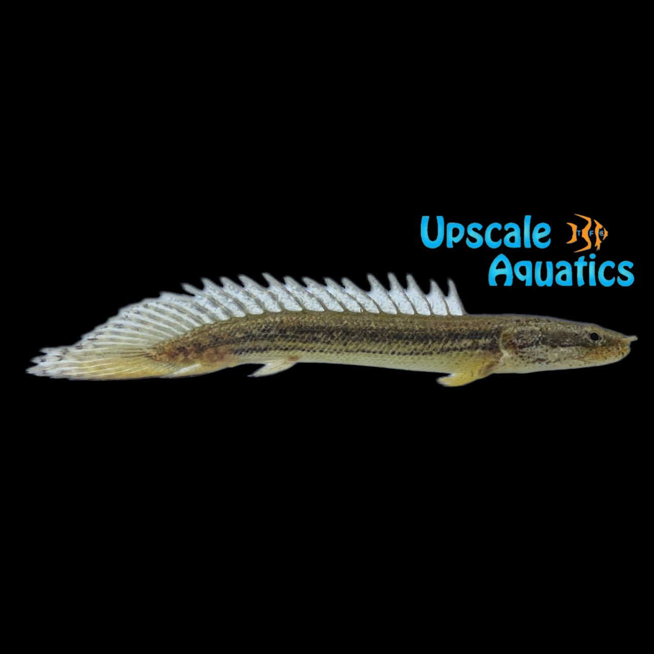 Nile Bichir (Polypterus bichir bichir) – Upscale Aquatics