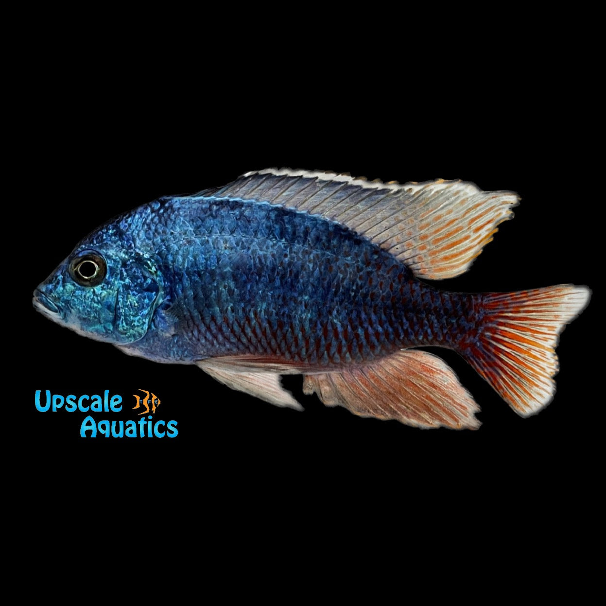 Red Empress Cichlid (Protomelas taeniolatus) – Upscale Aquatics