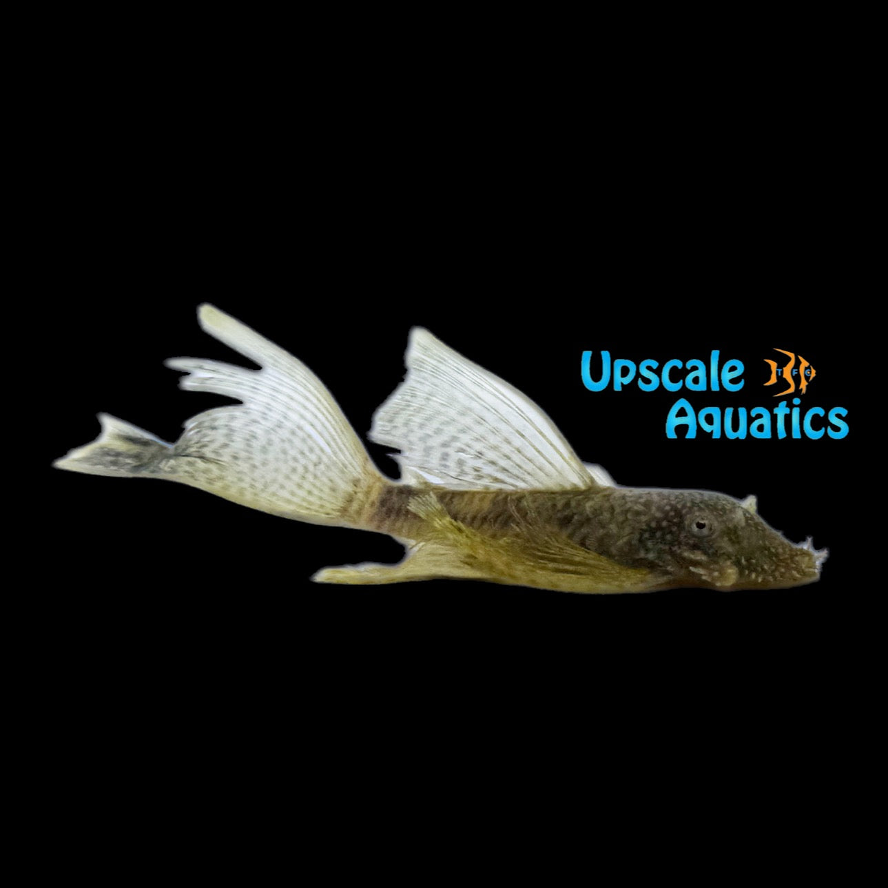 Longfin Lemondrop Bristlenose Pleco (Ancistrus sp.) – Upscale Aquatics