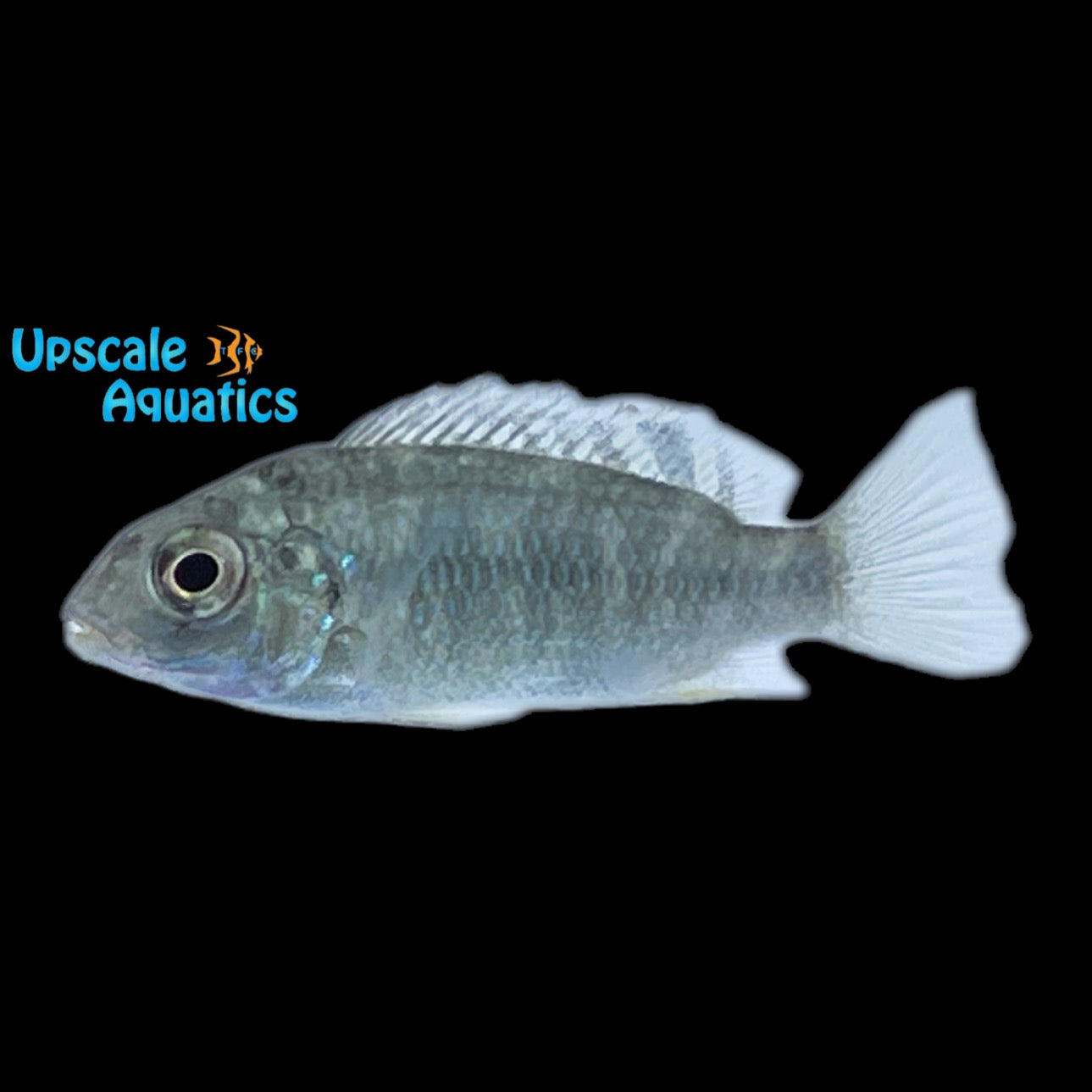 Coptodon Kottae – Upscale Aquatics