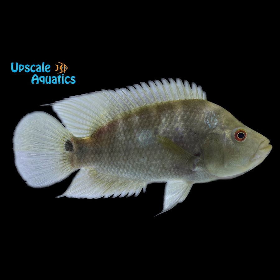 Central American Cichlids – Upscale Aquatics