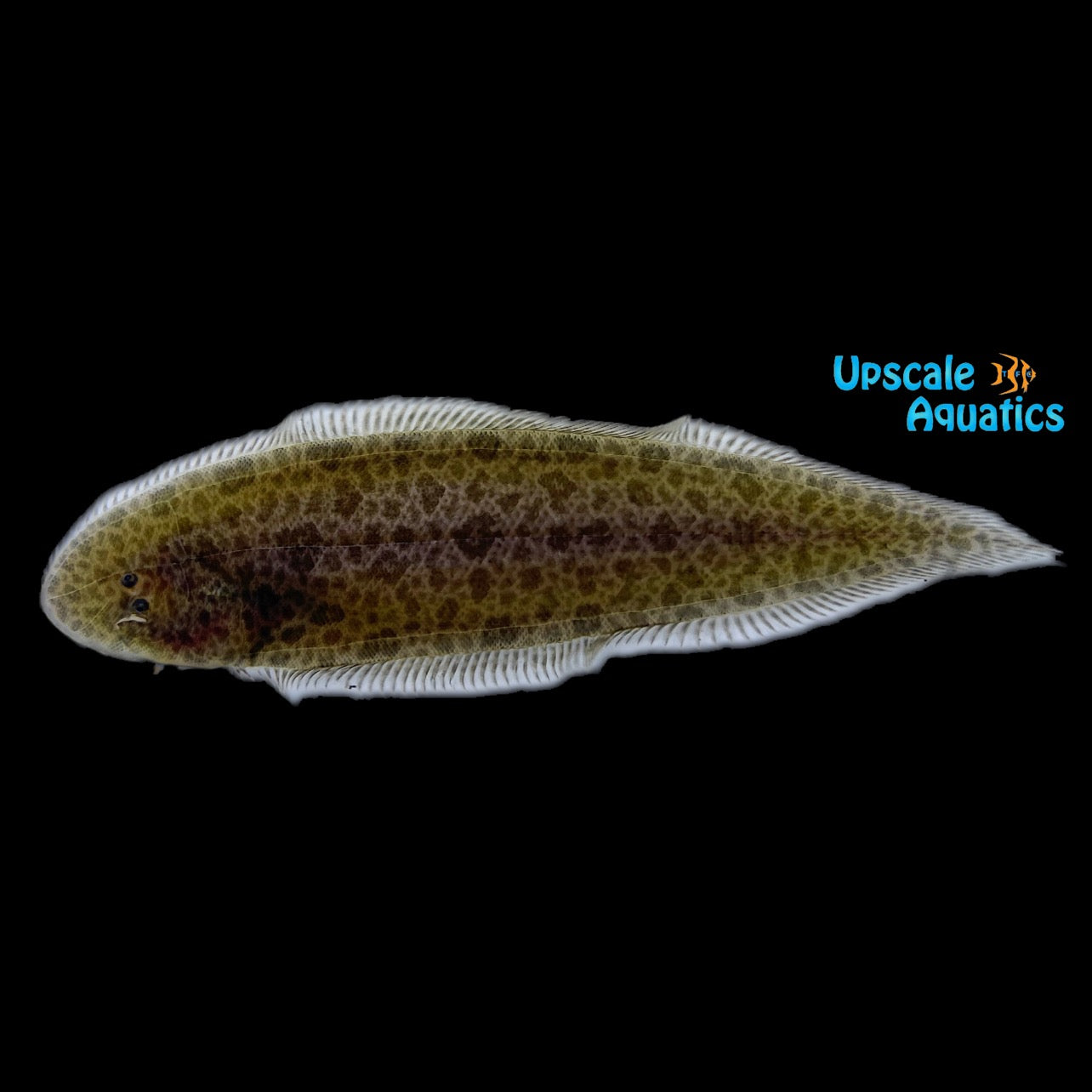 Papuan Freshwater Sole (Brachirus selheimi) – Upscale Aquatics