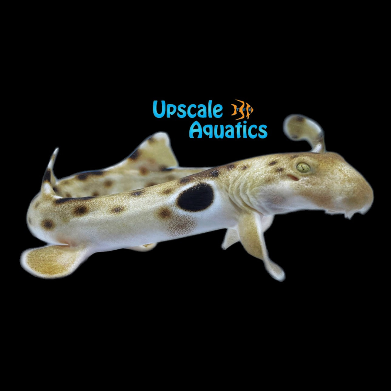 Epaulette Shark (Hemiscyllium ocellatum) – Upscale Aquatics