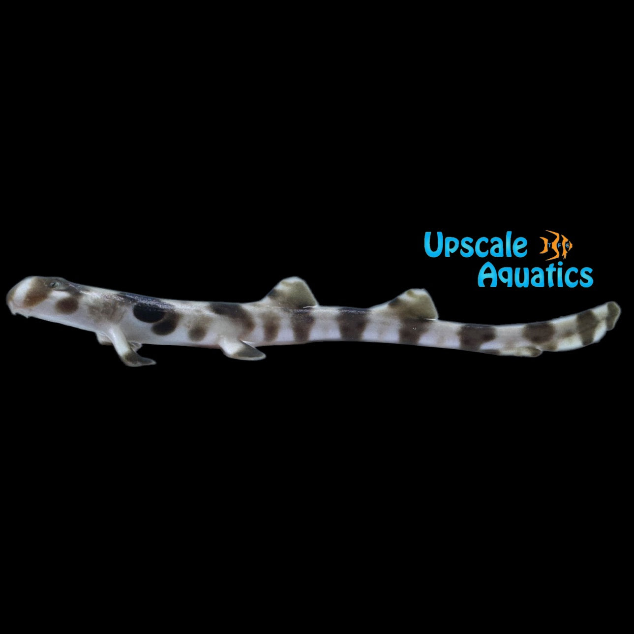 Epaulette Shark - Captive Bred (Hemiscyllium ocellatum) – Upscale Aquatics