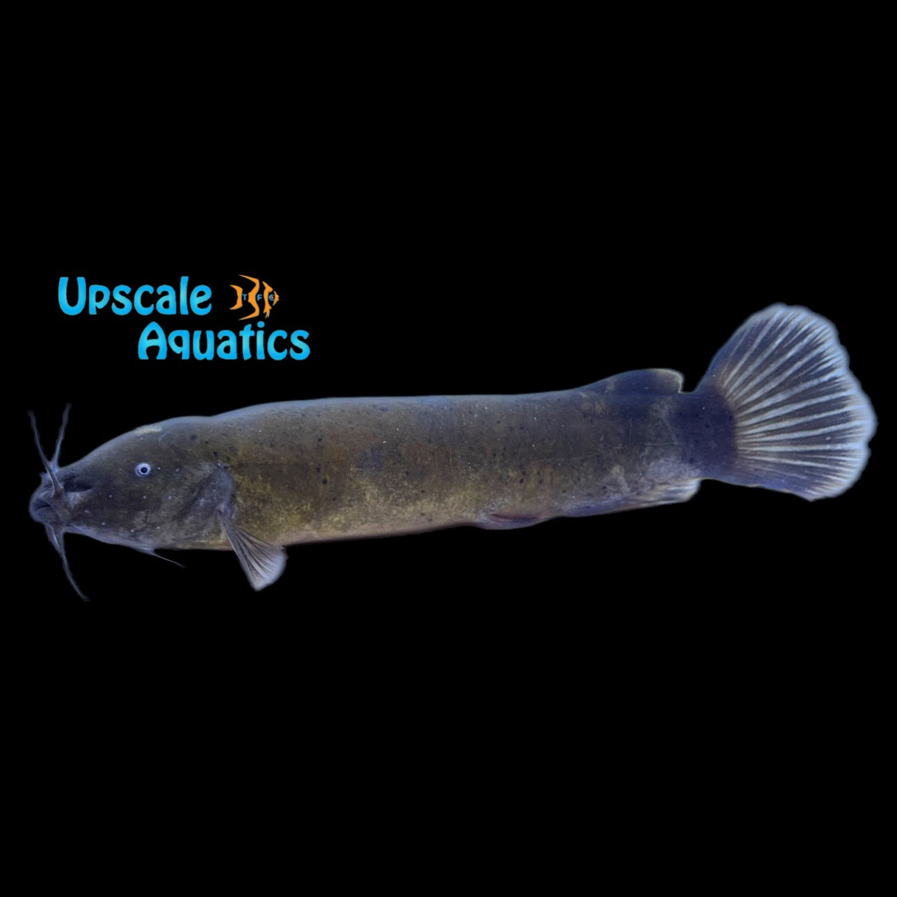 Electric Catfish (Malapterurus electricus) – Upscale Aquatics