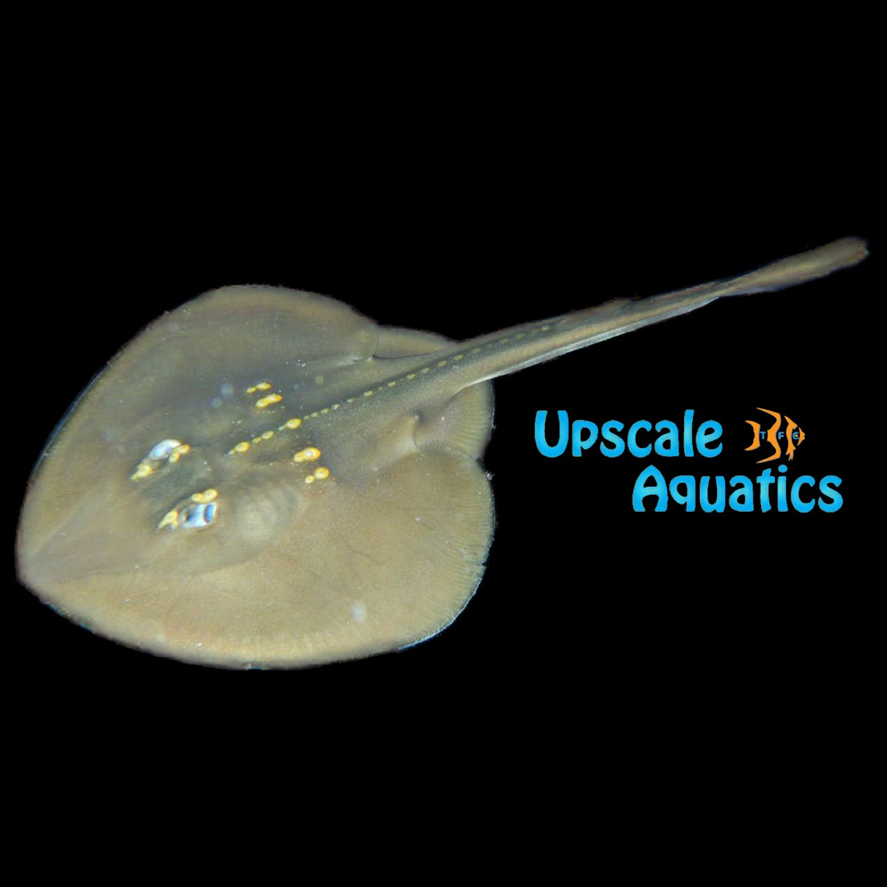 Yellowspotted Fanray (Platyrhina tangi) – Upscale Aquatics