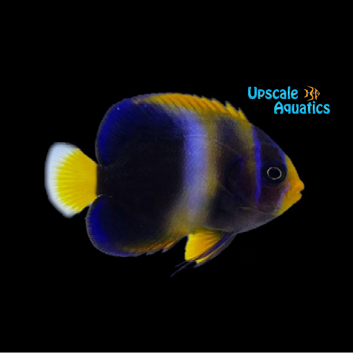 West African Angelfish - Juvenile (Holacanthus africanus) – Upscale ...