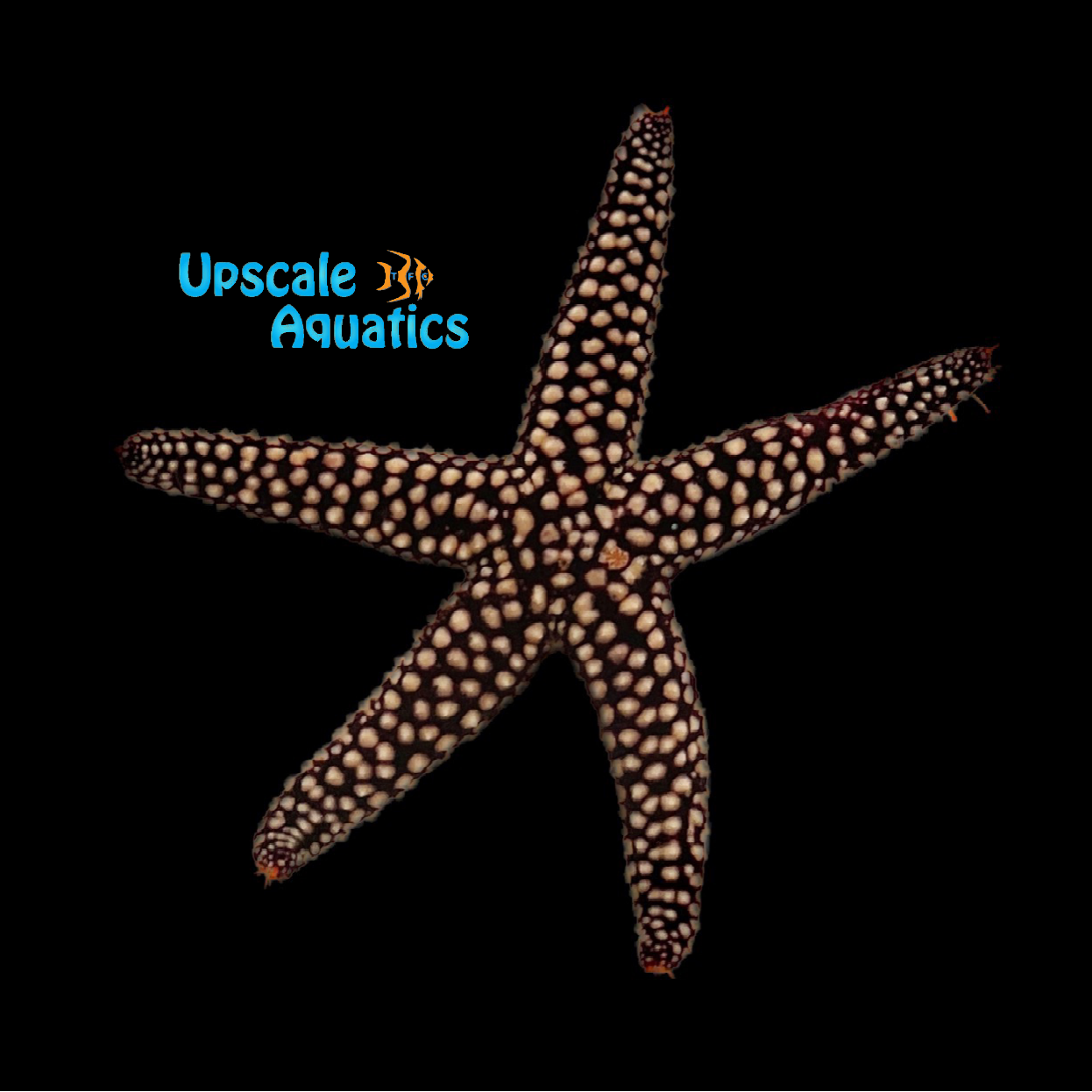 Conical Spined Sea Star (Echinaster sentus) – Upscale Aquatics