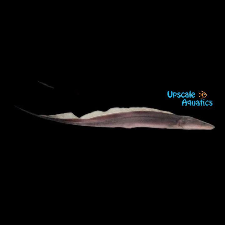 Aba Aba Knifefish (Gymnarchus niloticus) – Upscale Aquatics