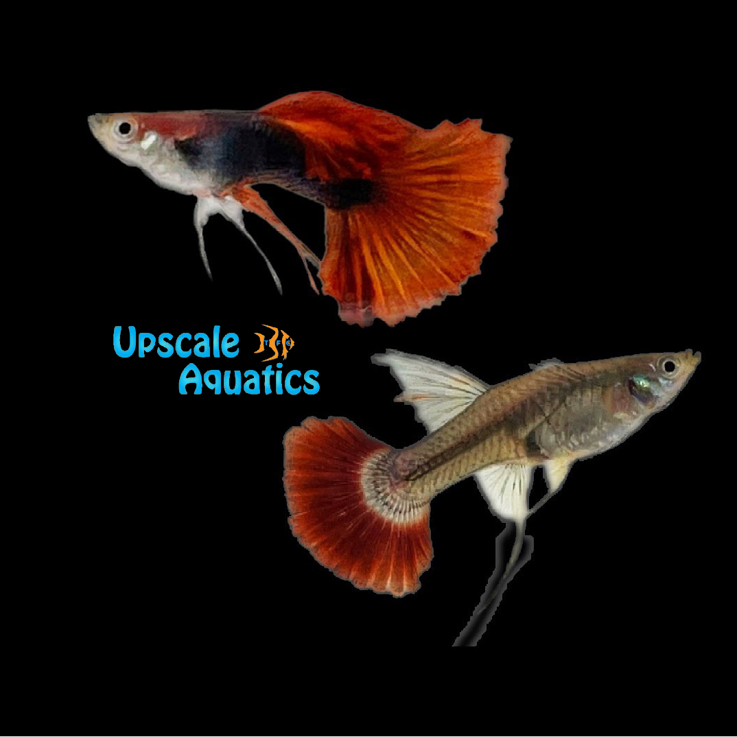 HB Red Rose Ribbon Guppy (Poecilia reticulata) – Upscale Aquatics