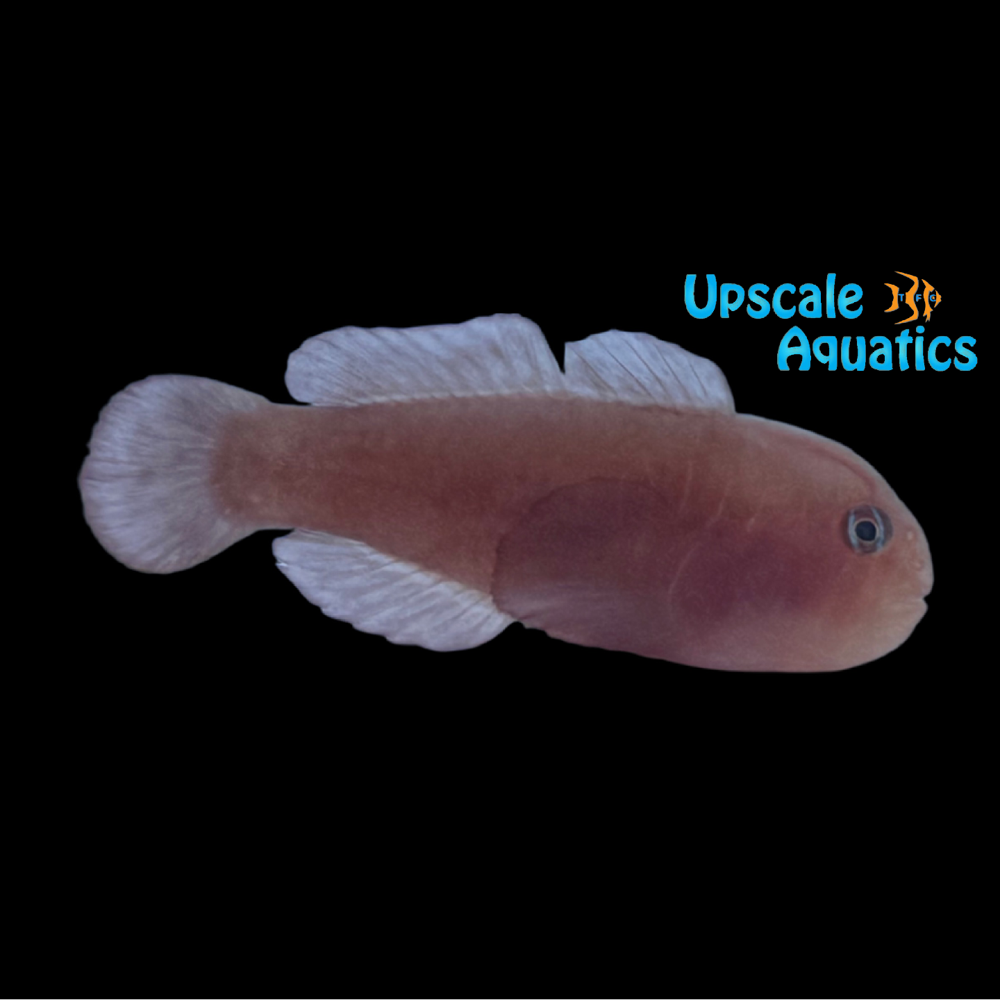 Two Lined Coral Goby (Gobiodon bilineatus) – Upscale Aquatics