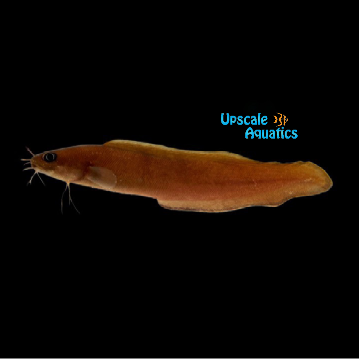 Bearded Brotula (Brotula multibarbata) – Upscale Aquatics