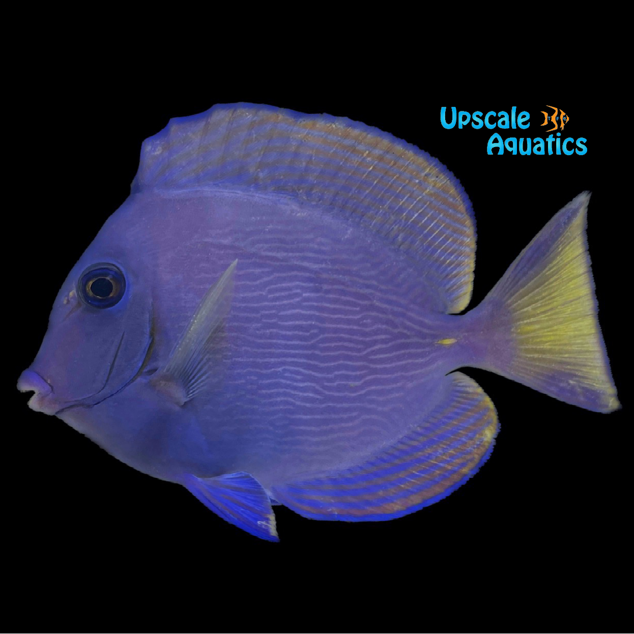 Atlantic Blue Tang (Acanthurus coeruleus) – Upscale Aquatics