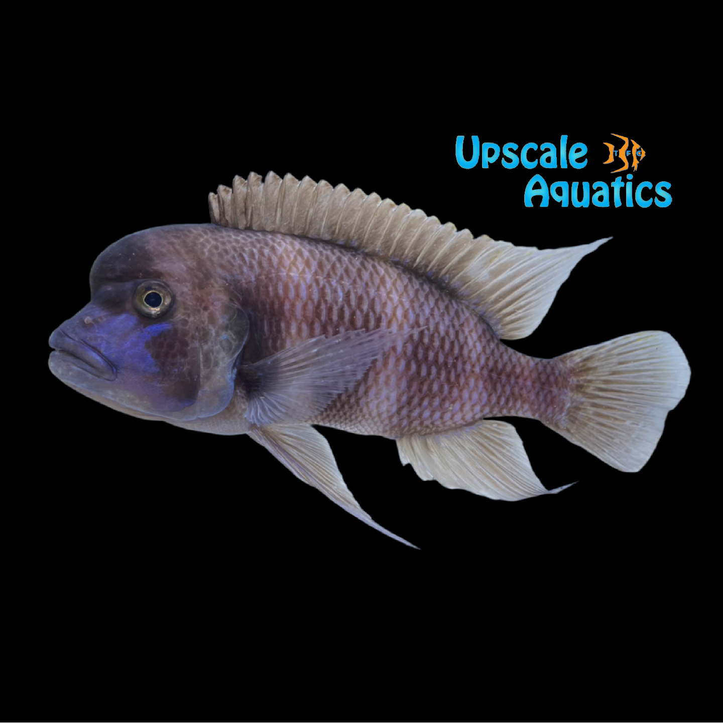 Red Frontosa (Cyphotilapia frontosa) – Upscale Aquatics