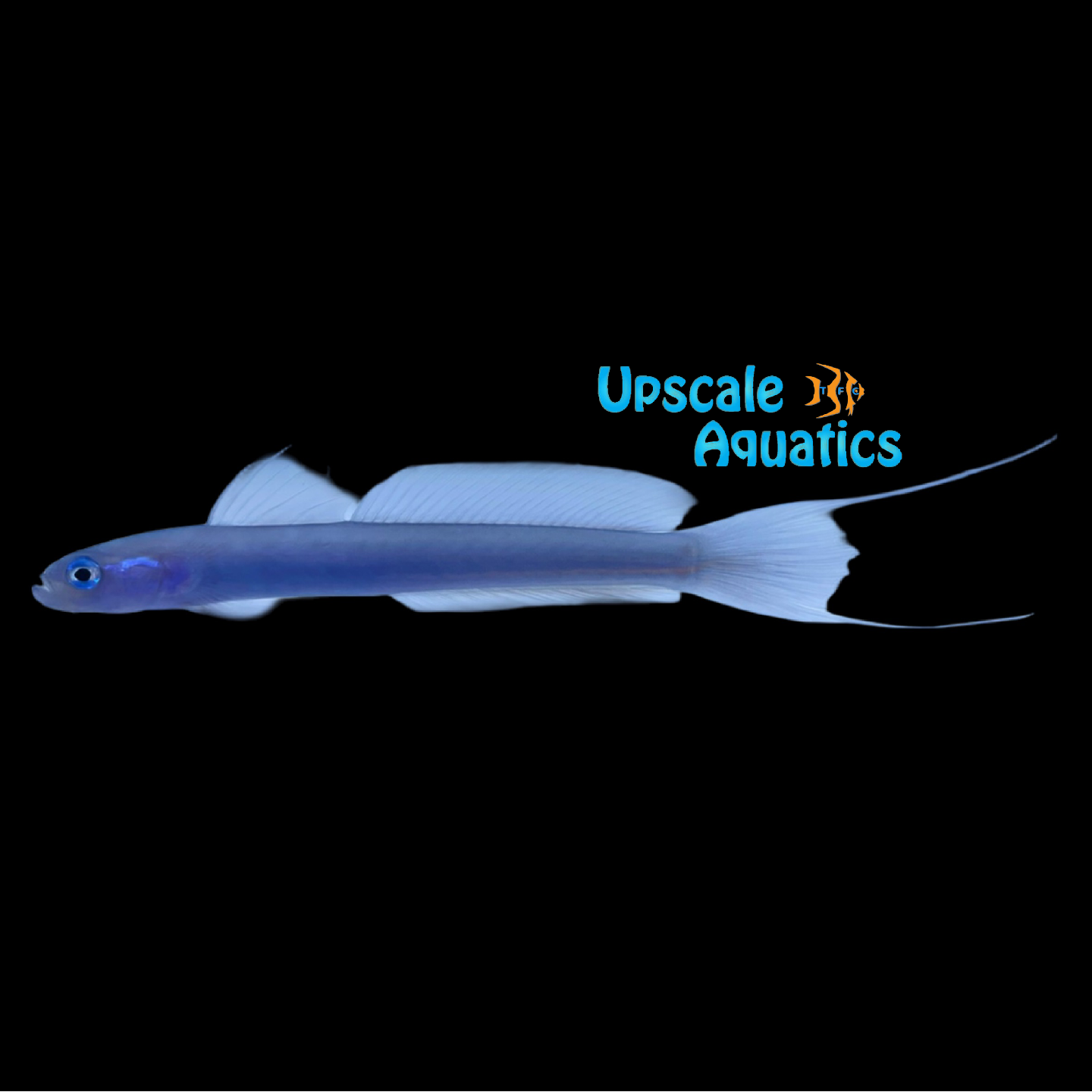 Lyretail Blue Gudgeon Dartfish (Ptereleotris hanae) – Upscale Aquatics