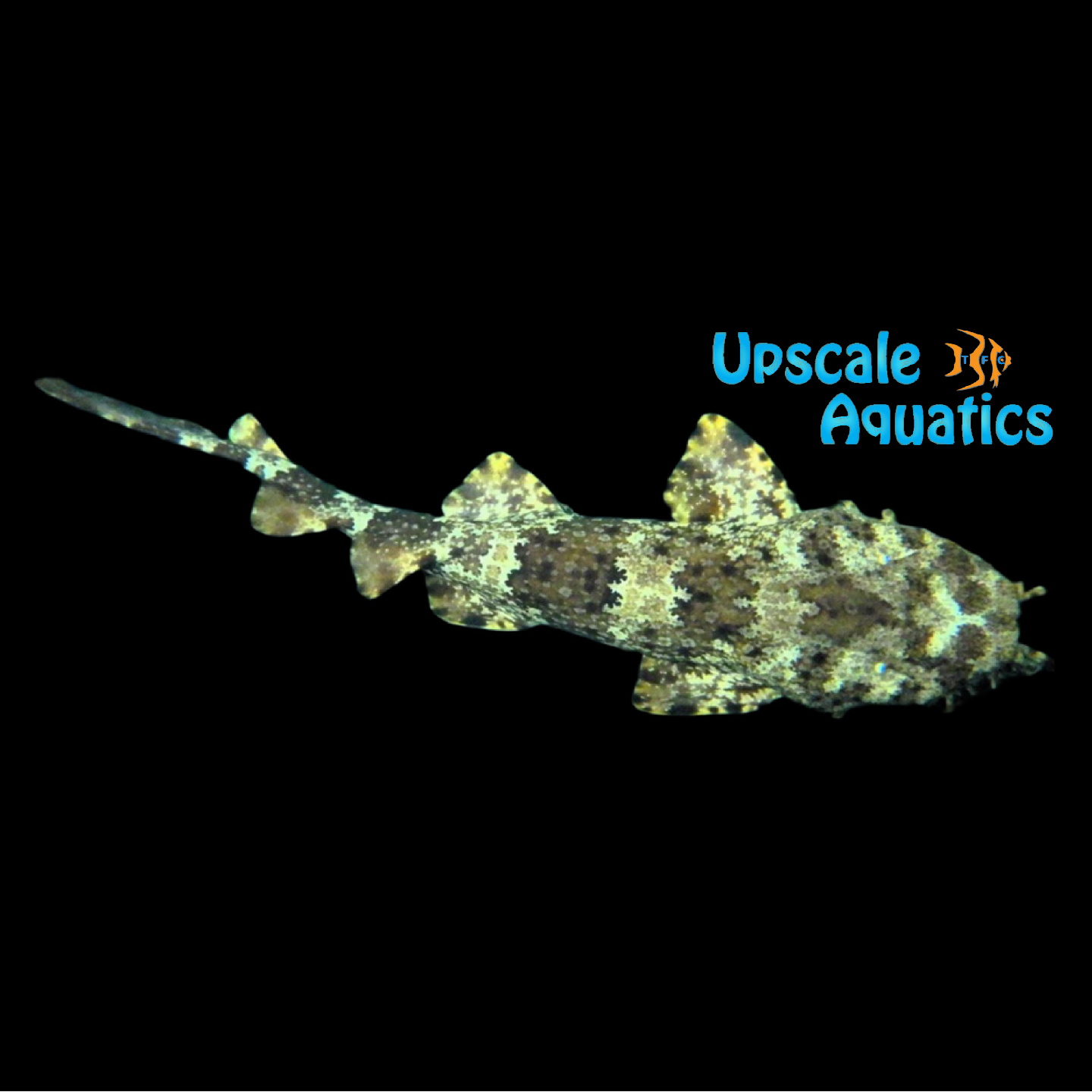 Spotted Wobbegong Shark (Orectolobus maculatus) – Upscale Aquatics