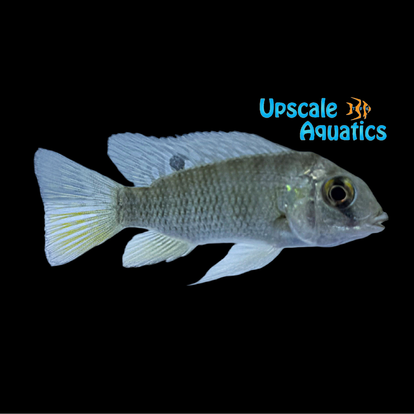 Coptodon Kottae – Upscale Aquatics