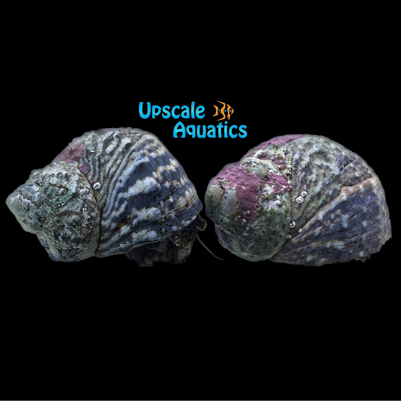 Mexican Turbo Snail (Turbo fluctuosa) – Upscale Aquatics