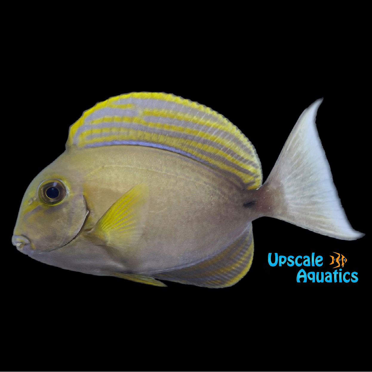Yellowfin Tang (Acanthurus xanthopterus) – Upscale Aquatics