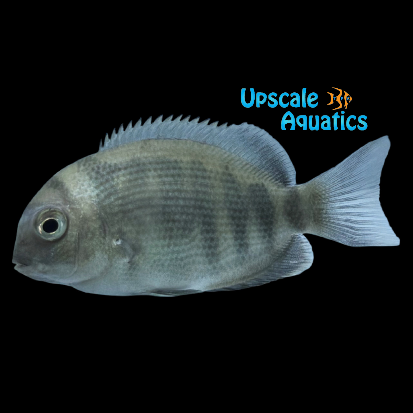 Pinstripe Damba Cichlid (Paretroplus menarambo) – Upscale Aquatics