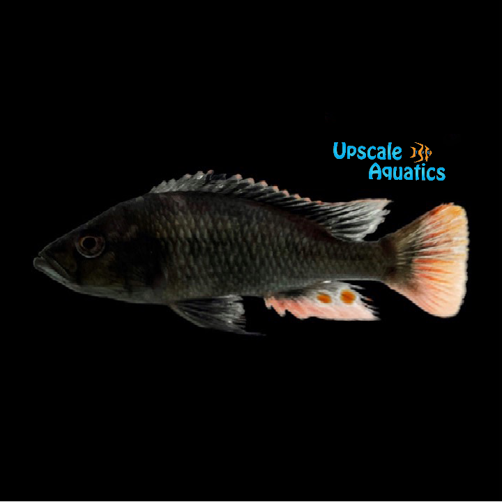 Pitch Black Fulu Hap (Haplochromis piceatus) – Upscale Aquatics