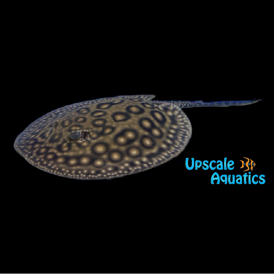 Freshwater Stingrays – Upscale Aquatics