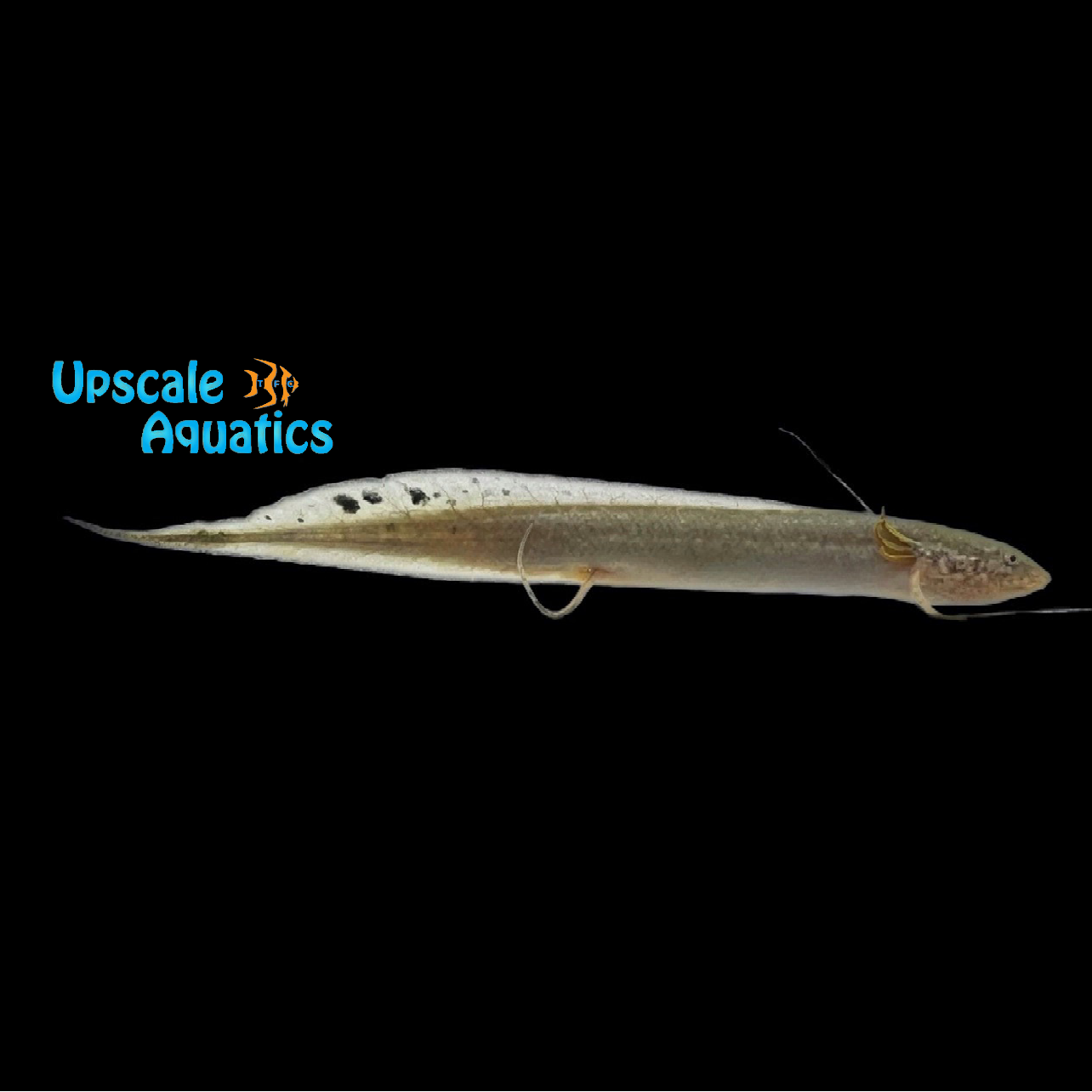 Gilled African Lungfish (Protopterus amphibius) – Upscale Aquatics
