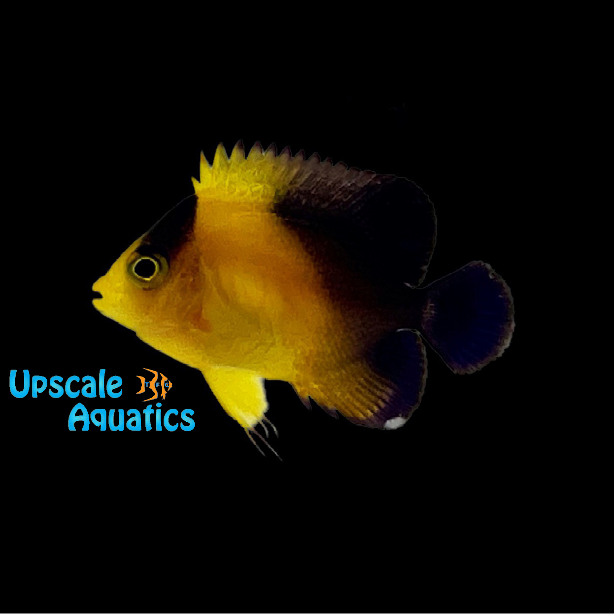 Venustus Angelfish - Captive Bred (Centropyge venusta) – Upscale Aquatics