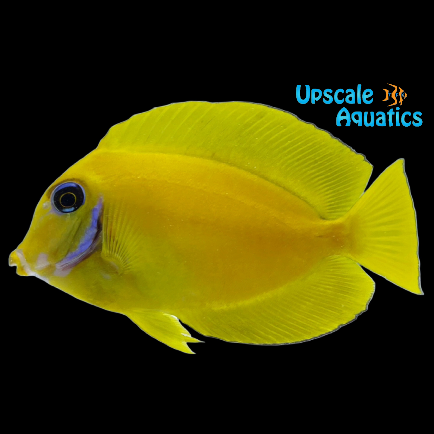 Lemonpeel Mimic Tang 'Fiji' (Acanthurus pyroferus) – Upscale Aquatics