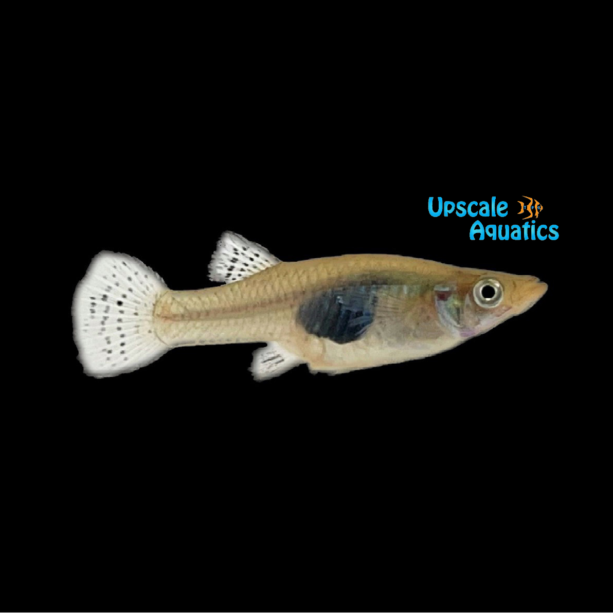 Mosquitifish (Gambusia affinis) – Upscale Aquatics