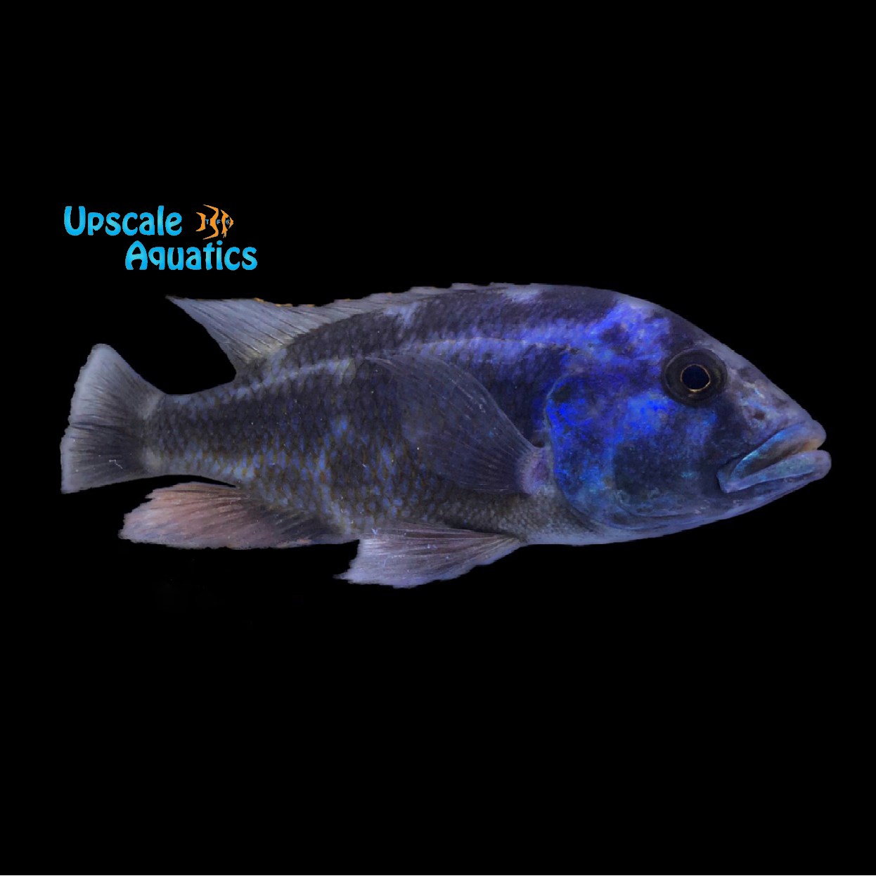 Livingstoni Cichlid (Nimbochromis livingstonii) – Upscale Aquatics