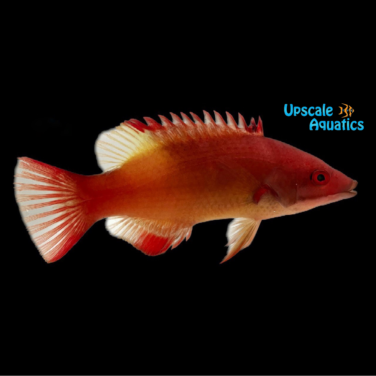 Redfin Hogfish - Adult (Bodianus dictynna) – Upscale Aquatics