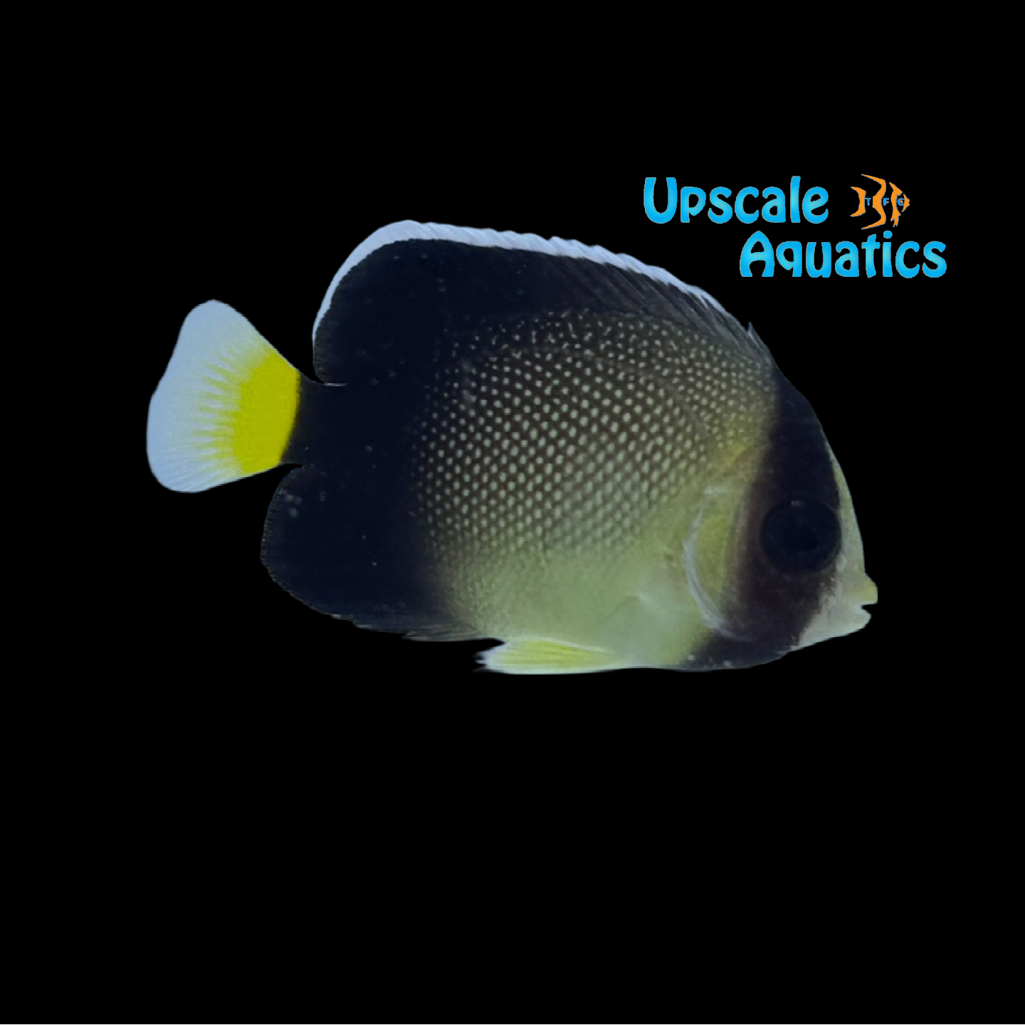 Yellowtail Cream Angelfish (Apolemichthys xanthurus) – Upscale Aquatics