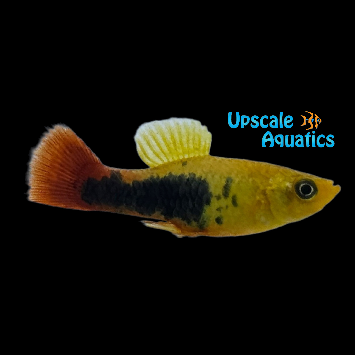 Hawaiian Variatus (Xiphophorus variatus) – Upscale Aquatics