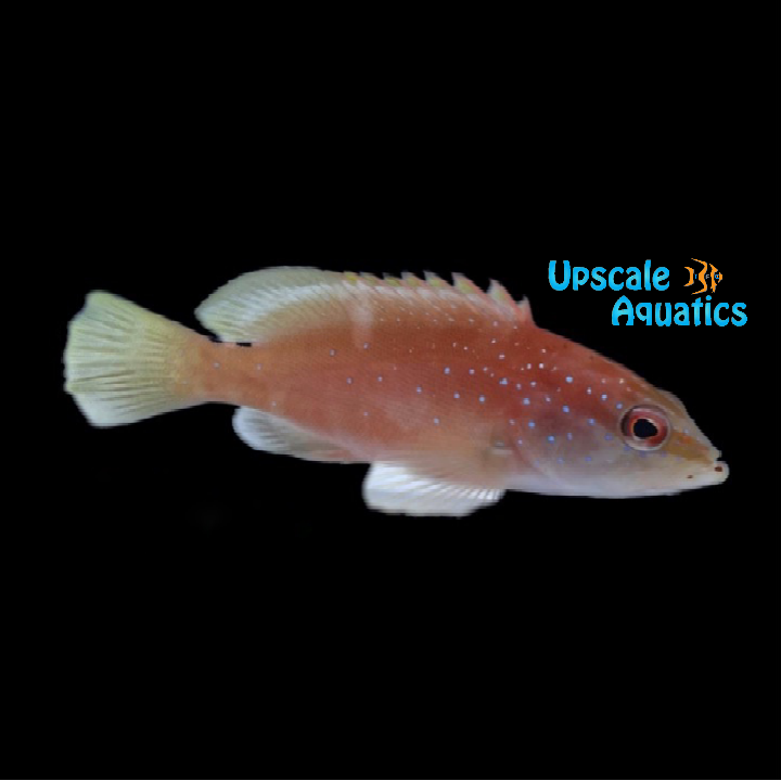 Golden Coney Grouper (Epinephelus fulvus) – Upscale Aquatics