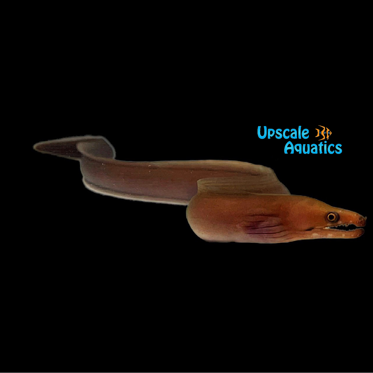 Caribbean Viper Moray Eel (Enchelycore nigricans) – Upscale Aquatics