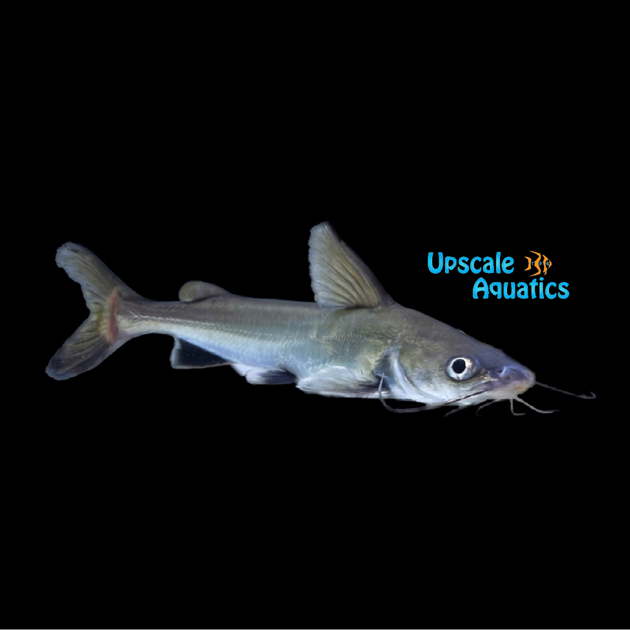 Colombian Shark (Ariopsis seemanni) – Upscale Aquatics