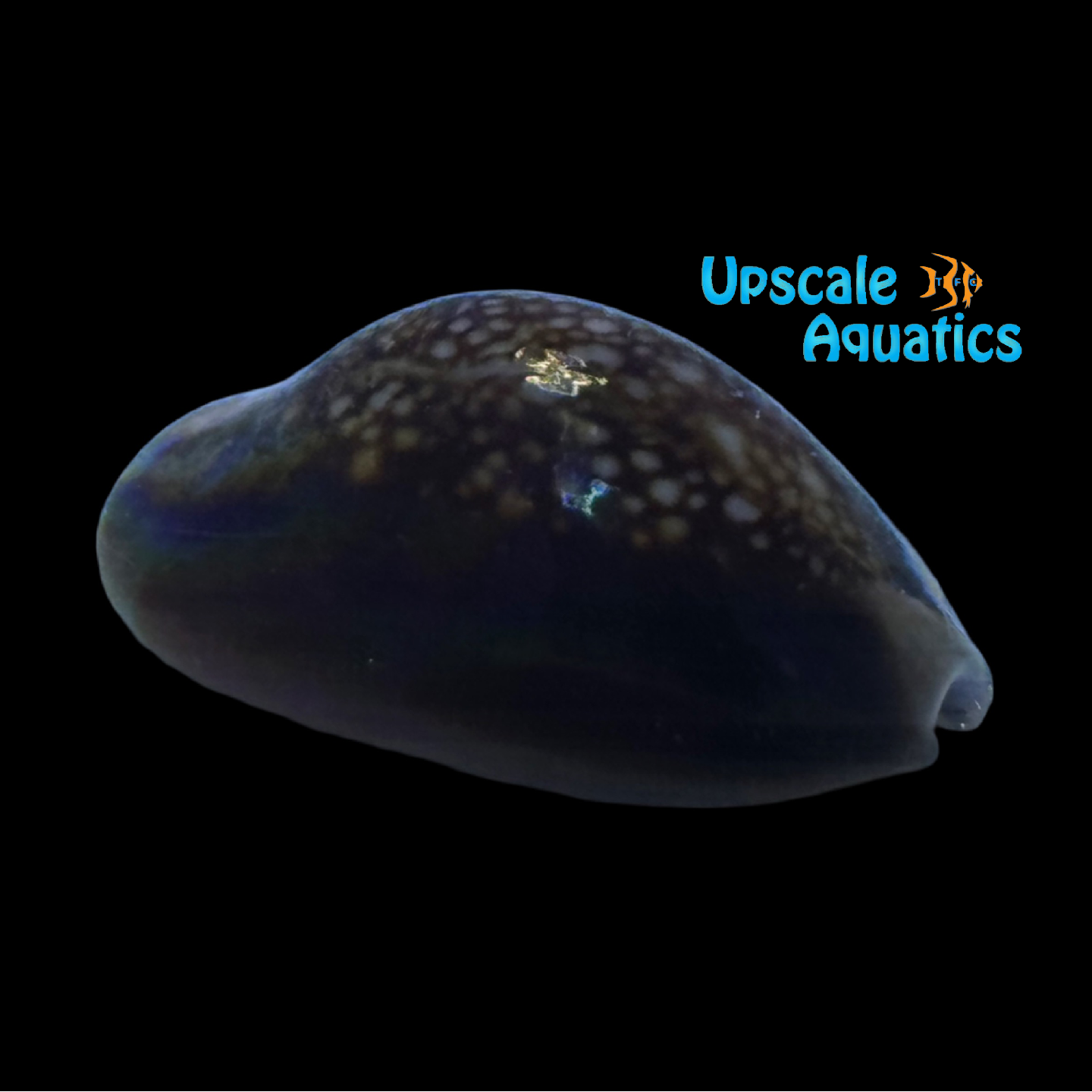Humpback Cowrie Snail (Mauritia mauritiana) – Upscale Aquatics