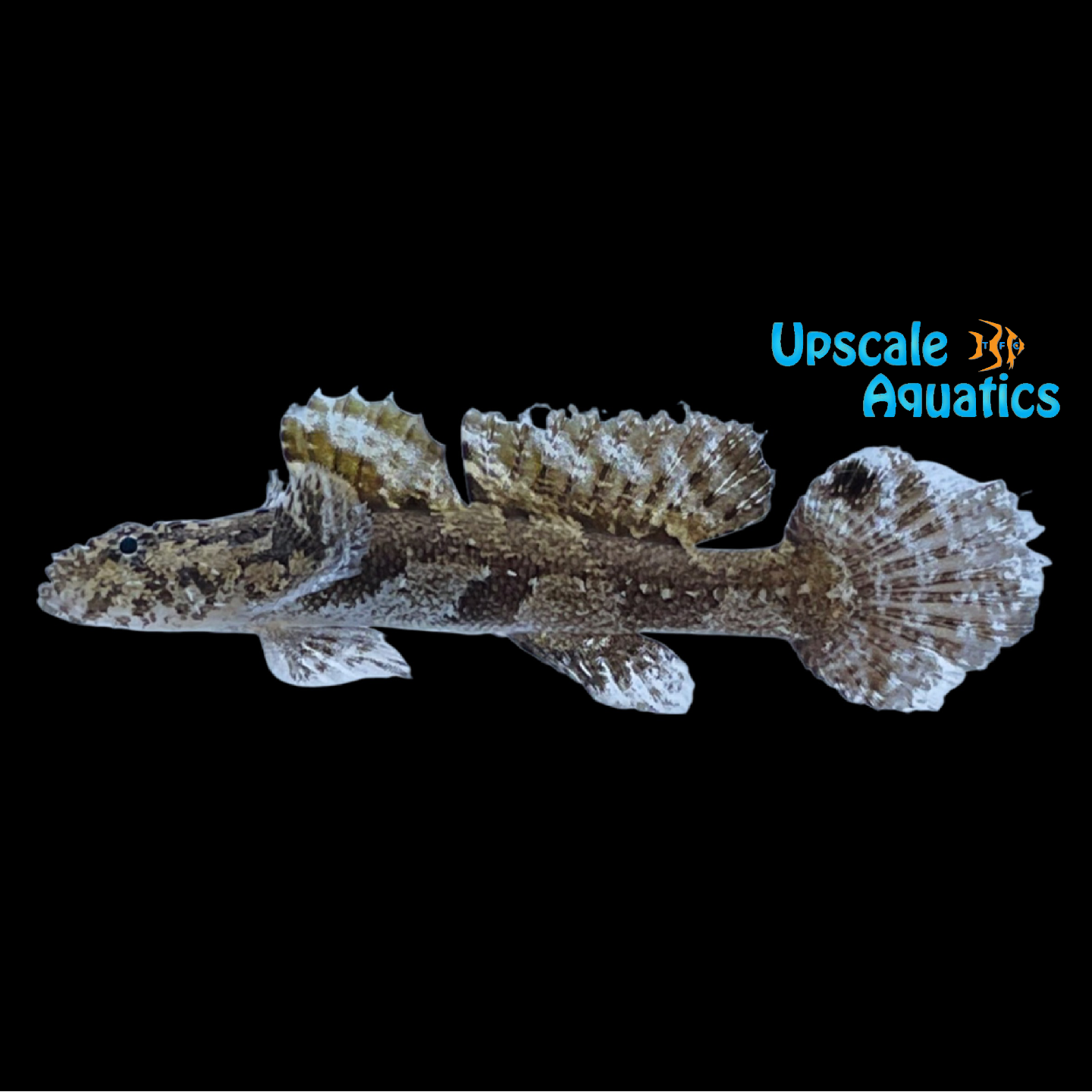 Hasselt's Goby (Callogobius hasseltii) – Upscale Aquatics