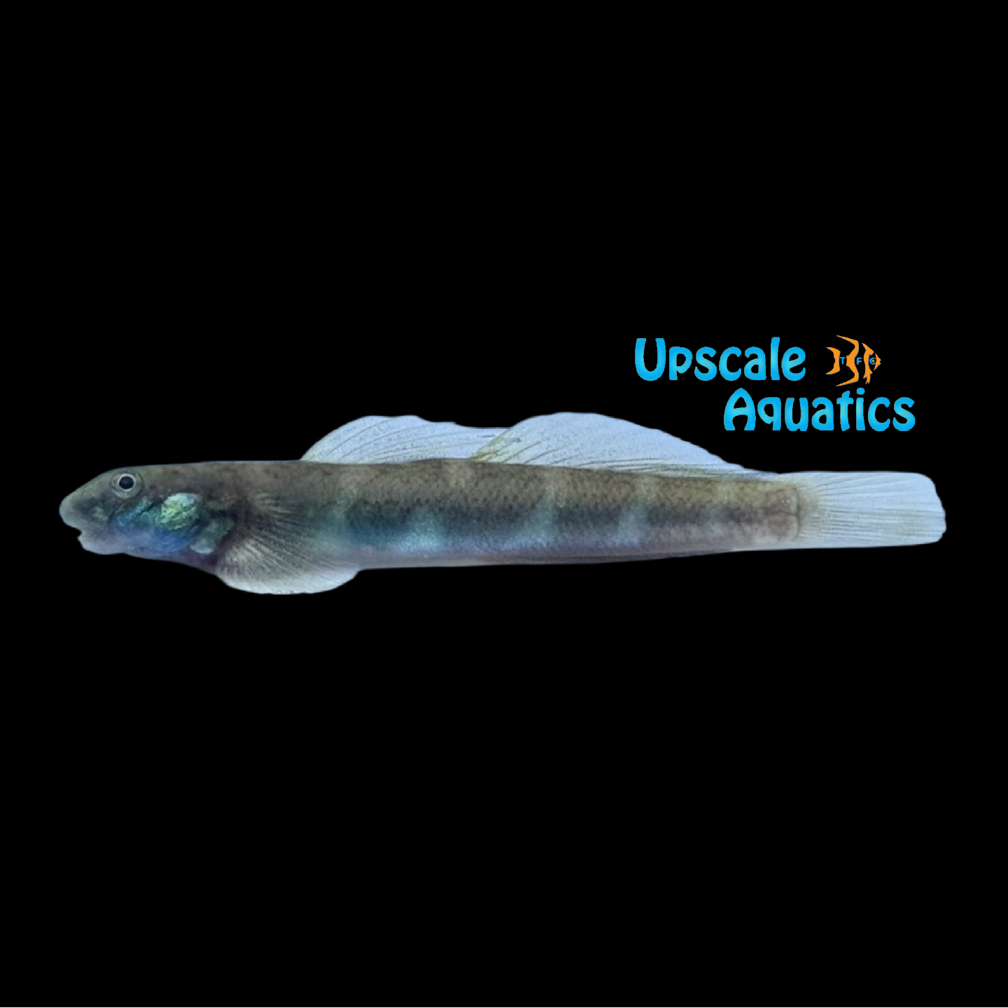 African Algae Eating Goby (Parasicydium bandama) – Upscale Aquatics