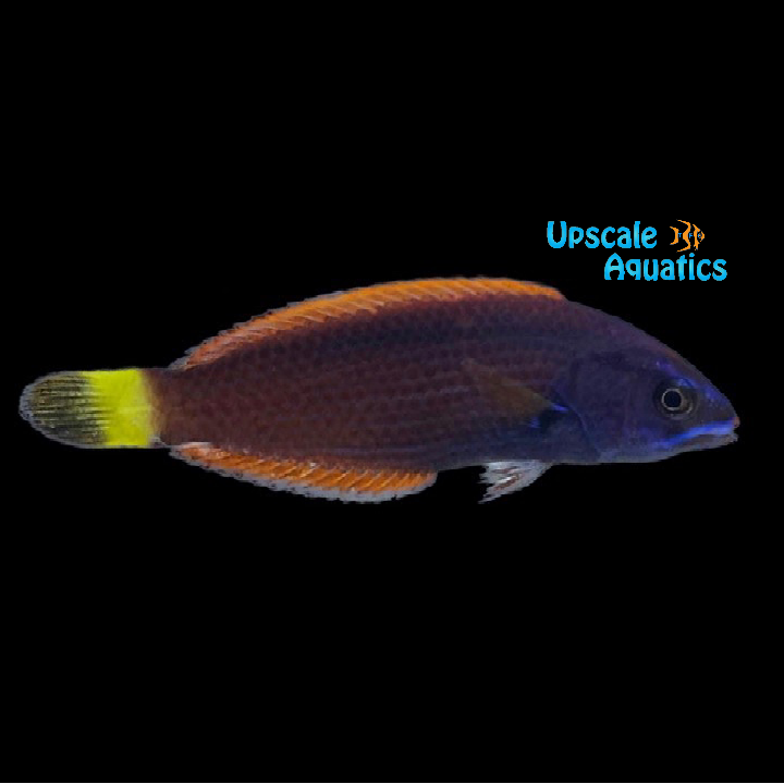 Chiseltooth Wrasse (Pseudodax moluccanus) – Upscale Aquatics
