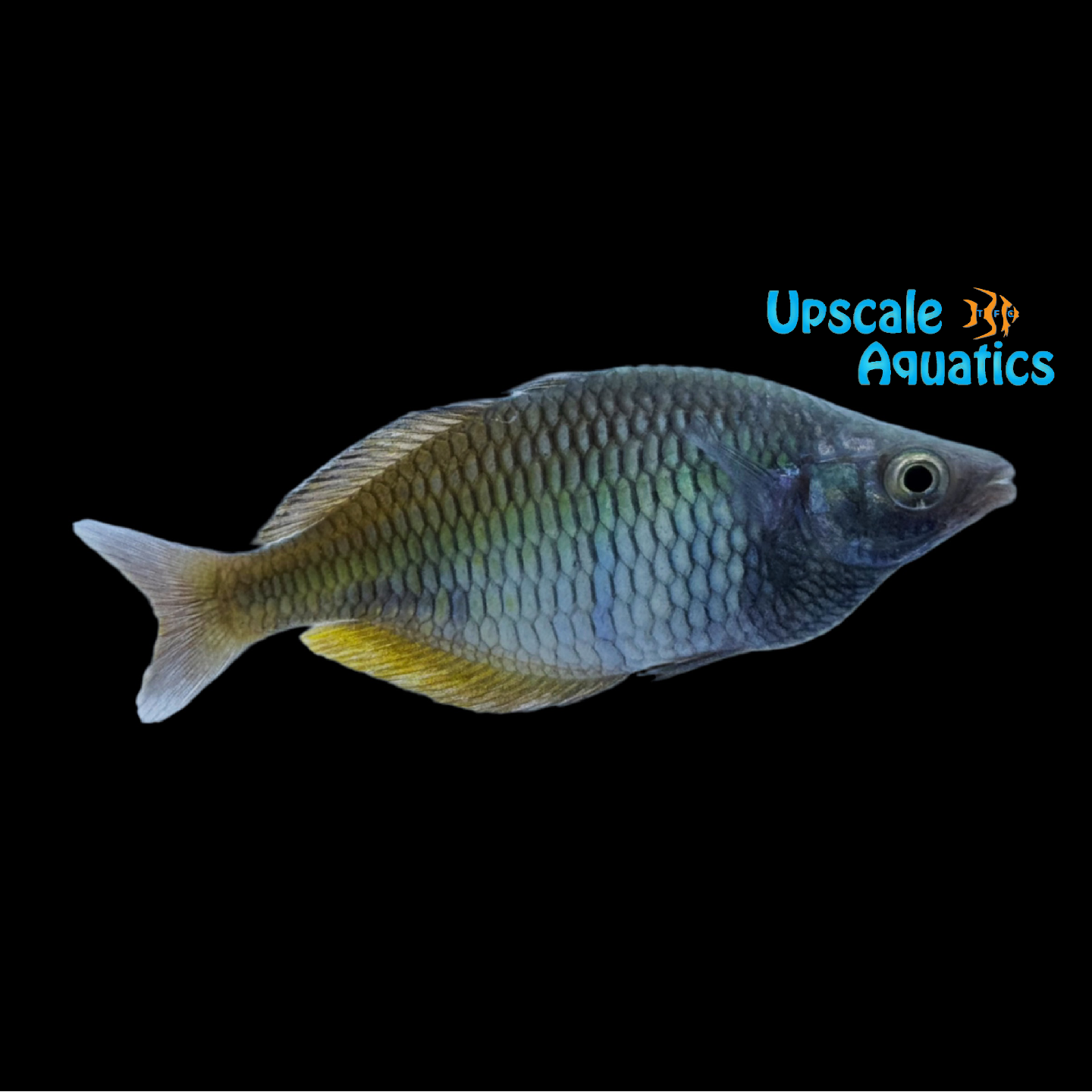 Boesemani Rainbowfish 'Red' (Melanotaenia boesemani var) – Upscale Aquatics