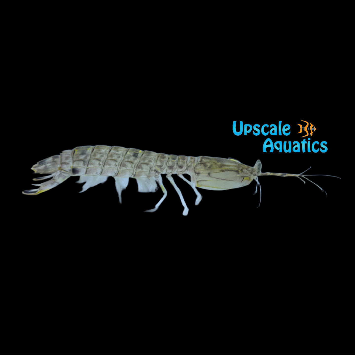 West Atlantic Mantis Shrimp (Squilla empusa) – Upscale Aquatics